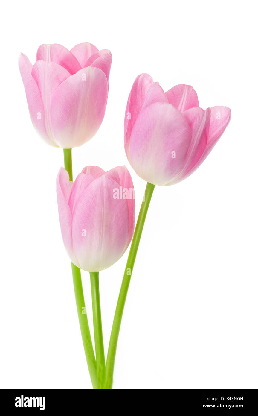 Pink Tulip Flowers Stock Photo - Alamy