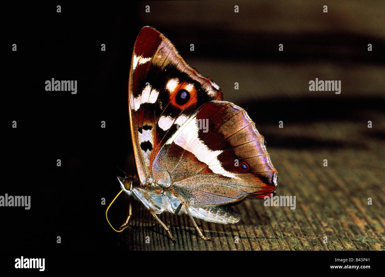 Butterflies of asia hi-res stock photography and images - Alamy