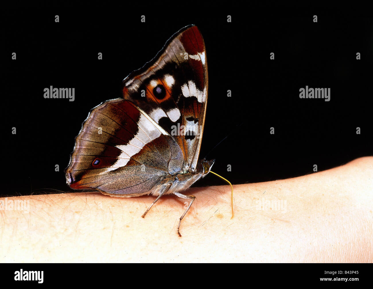 Butterflies of asia hi-res stock photography and images - Alamy