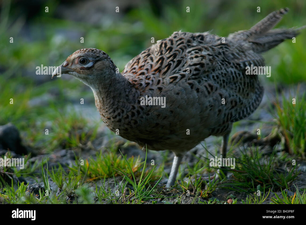 Irish game birds hi-res stock photography and images - Alamy