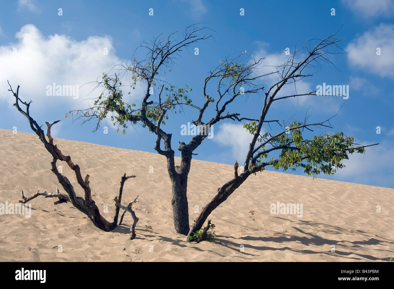 Half-buried tree struggling to survive on slope of sand dune Stock ...