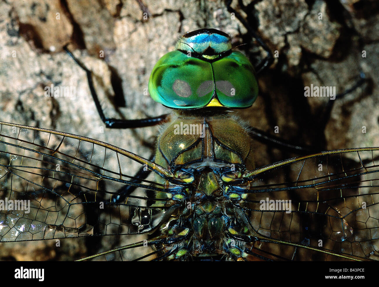 Zoology thorax hi-res stock photography and images - Alamy