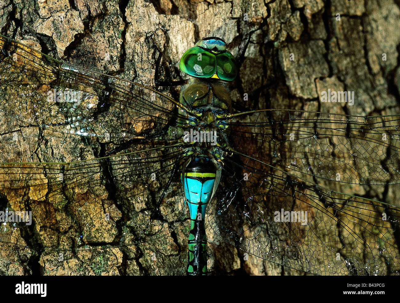 Lesser emperor dragonflies hi-res stock photography and images - Alamy