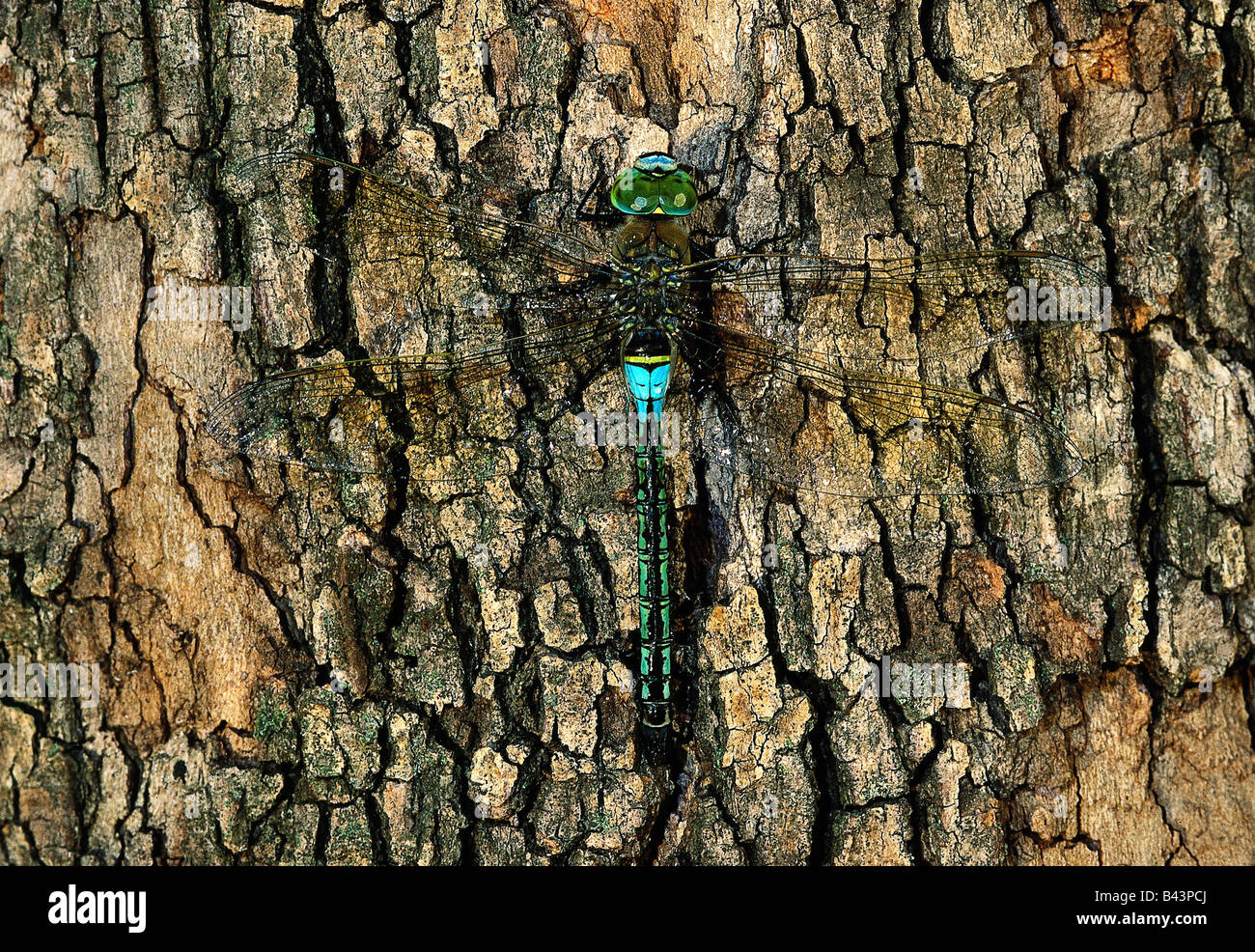 zoology / animals, insect, dragonflies, Lesser Emperor, (Anax ...