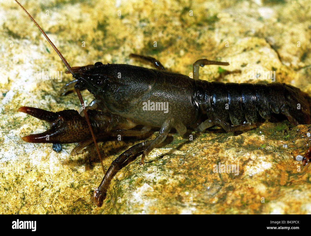 Freshwater animals hi-res stock photography and images - Alamy