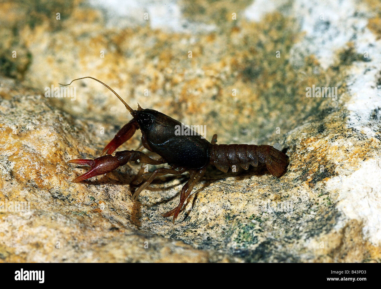 Freshwater animals hi-res stock photography and images - Alamy