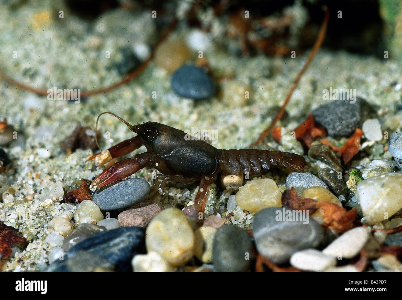 Freshwater animals hi-res stock photography and images - Alamy