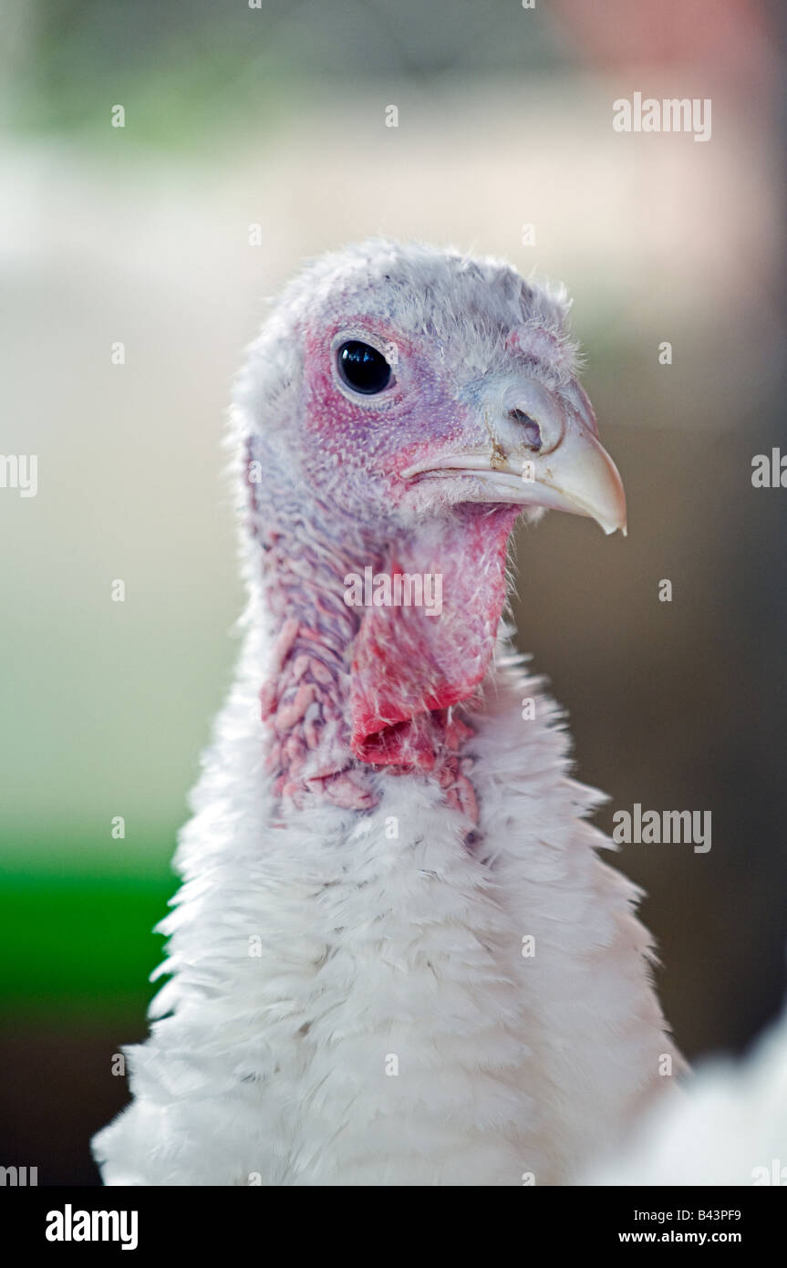 Colorful turkey hi-res stock photography and images - Alamy