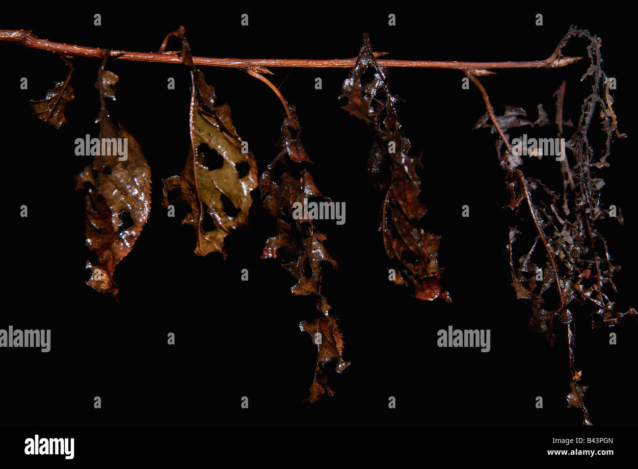 Branch with withered leaves Stock Photo - Alamy