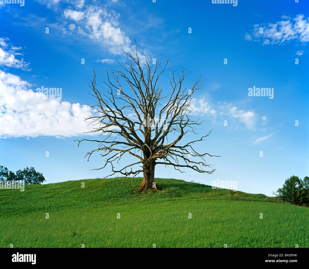 hugh dead old tree on the top of a meadow großer toter Baum auf einer ...