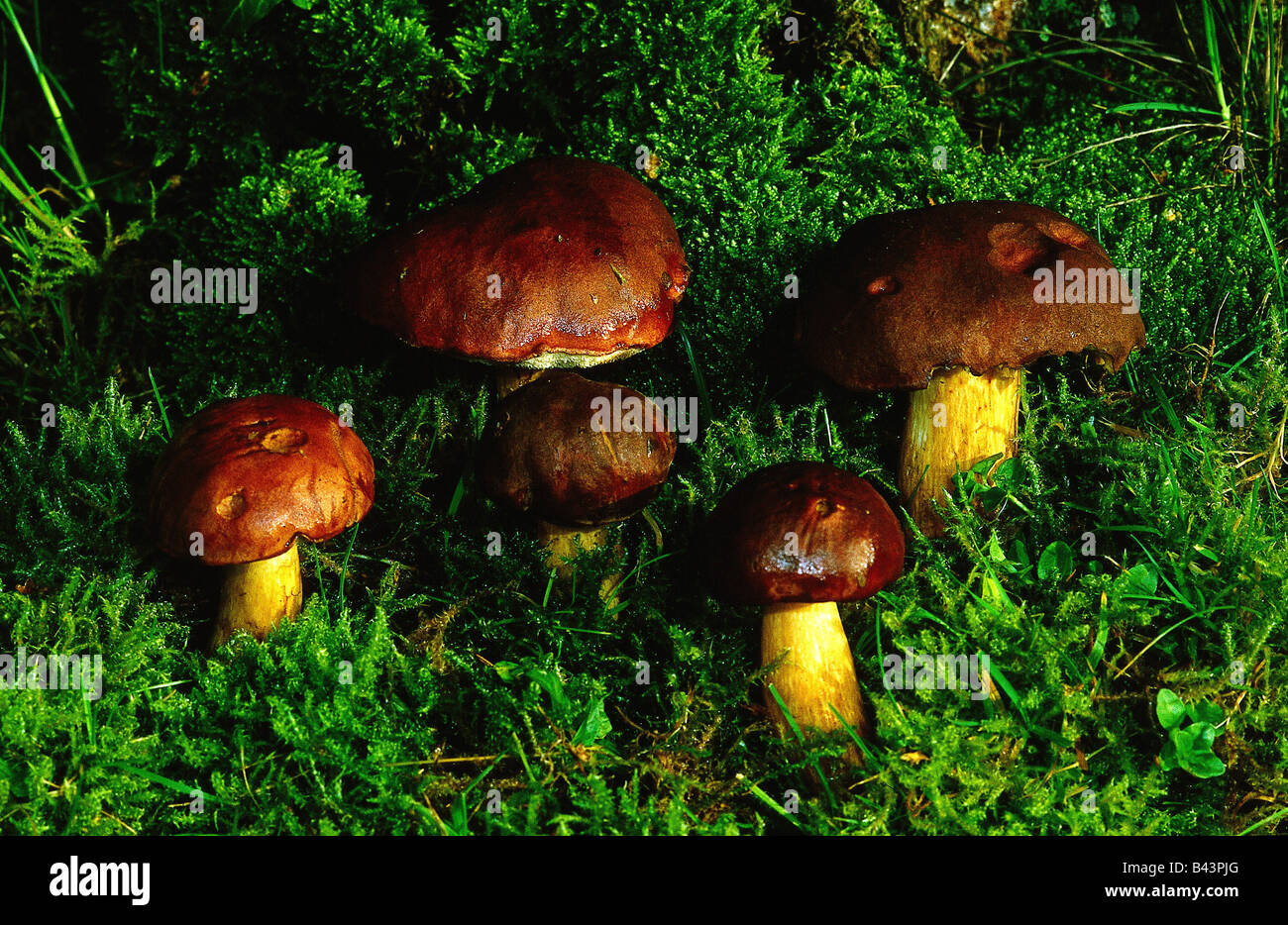 botany, fungi, Boletus, Pine tree Cep, (Boletus pinophilus), Five ...