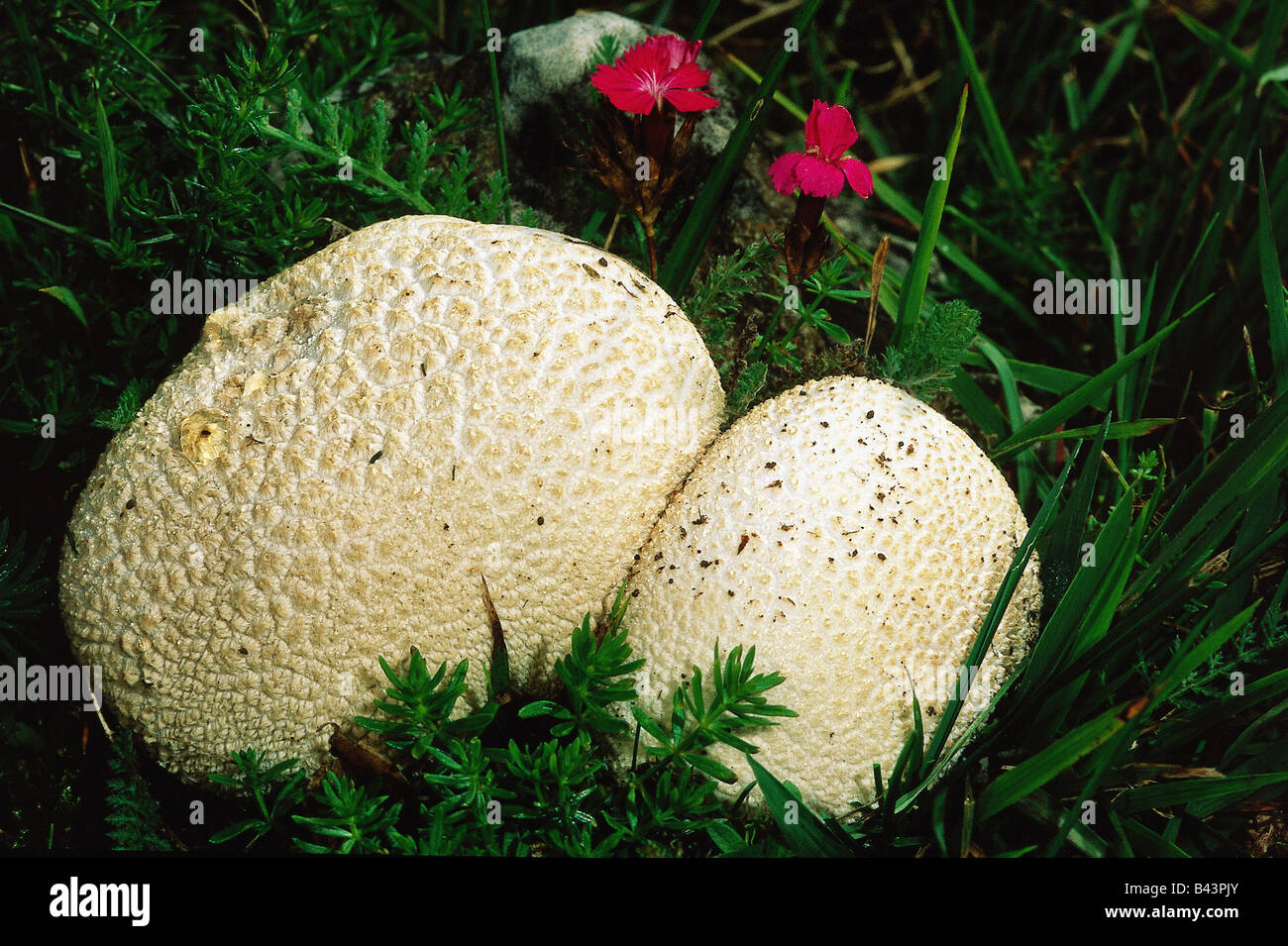 botany, fungi, Lycoperdon, Meadow Puffball, (Vascellum pratense), two ...