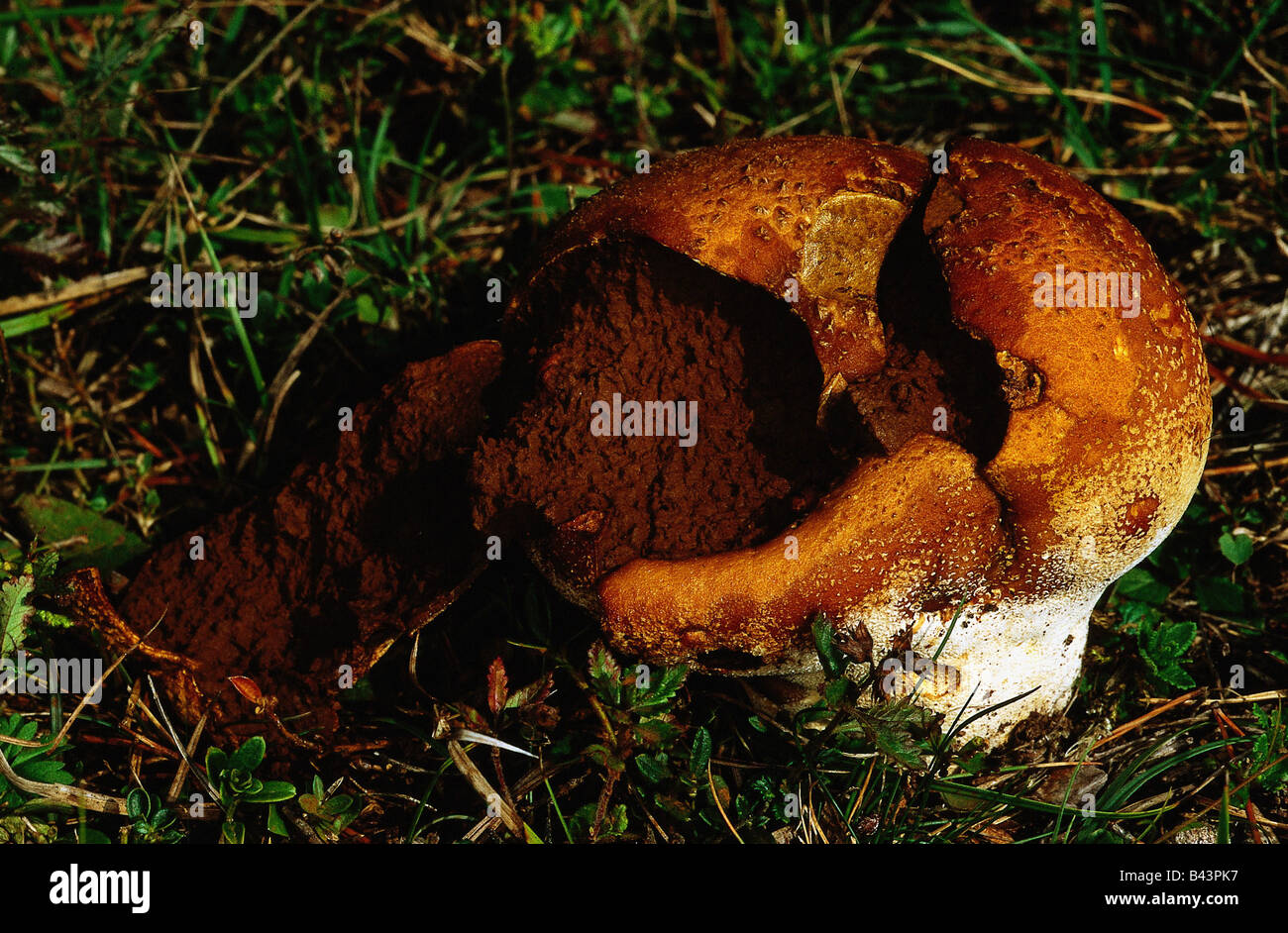 Lycoperdon pratense hi-res stock photography and images - Alamy
