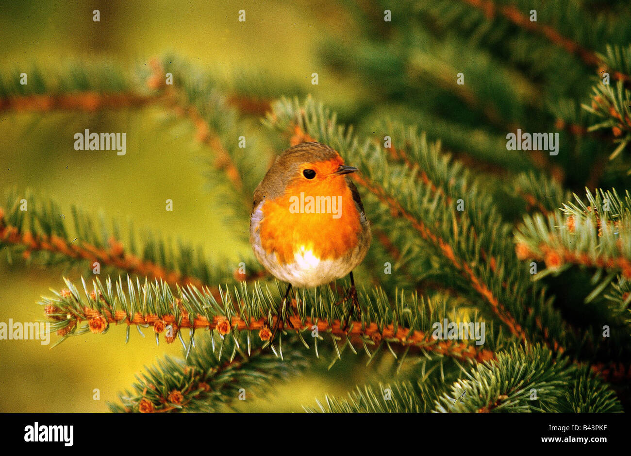 zoology / animals, avian / bird, Muscicapidae, European Robin ...