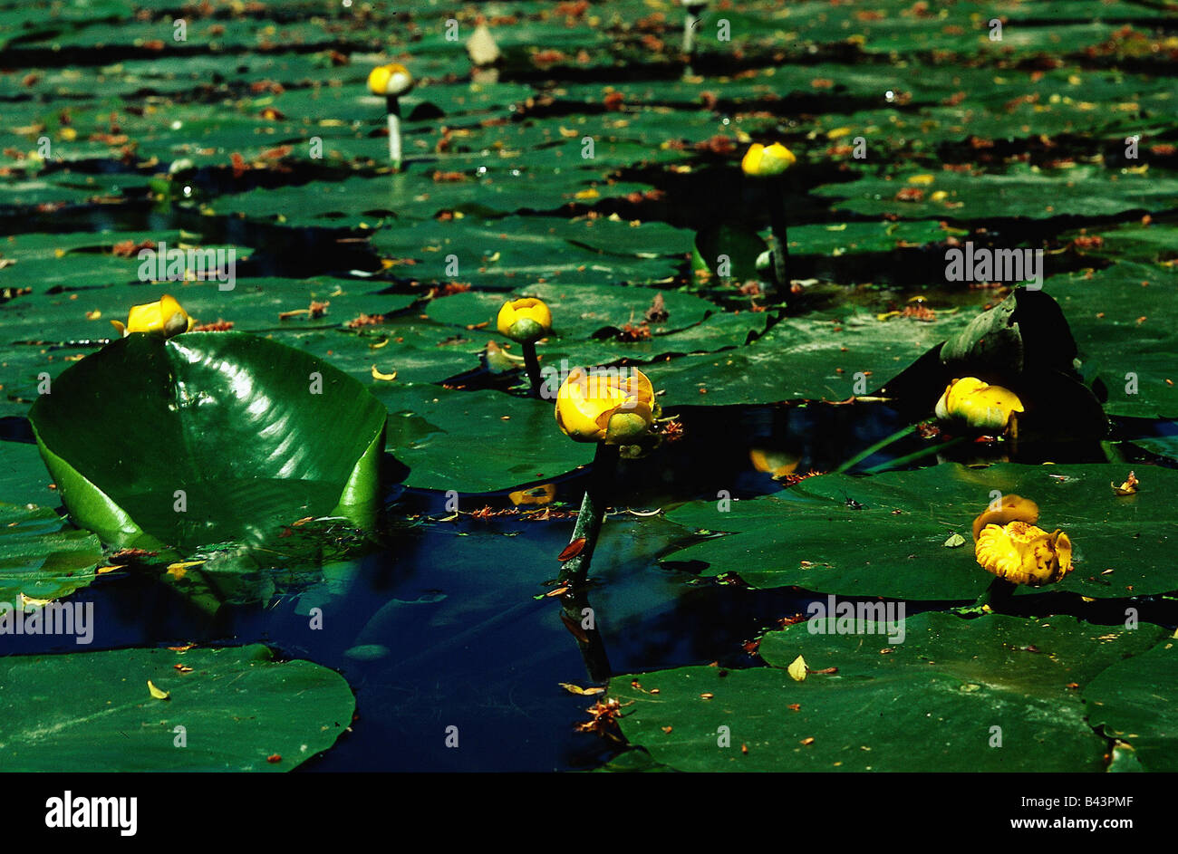 botany, Nuphar, waterlily, (Nymphaea), Yellow Water-lily, (Nuphar lutea ...
