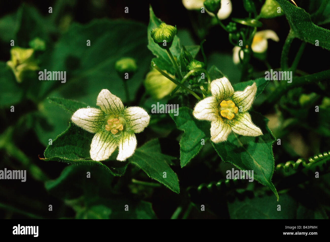 Bryonica dioica hi-res stock photography and images - Alamy