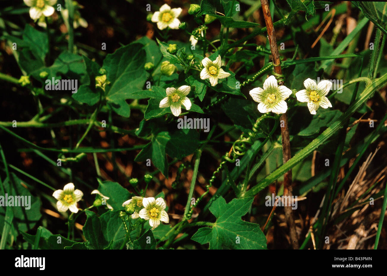 botany, Bryony, (Bryonica dioica), blossoms, Red Bryony, blossoms ...