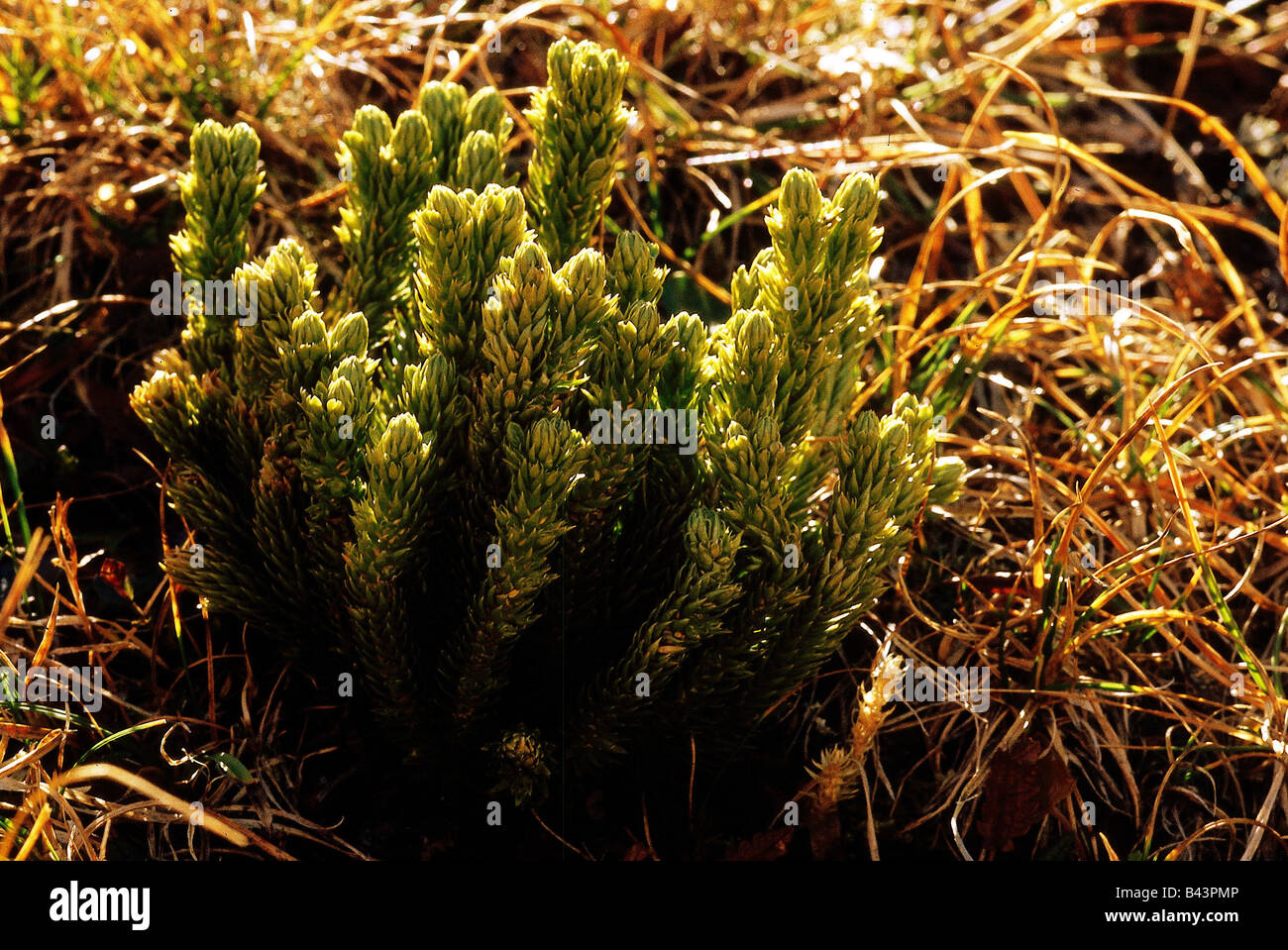 Lycopodiophyta hi-res stock photography and images - Alamy