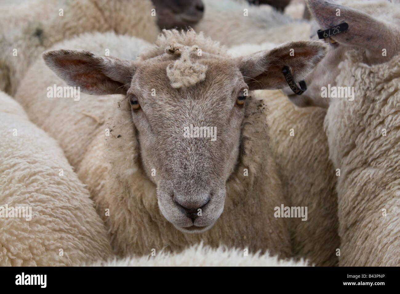 Lamb, close up Stock Photo - Alamy