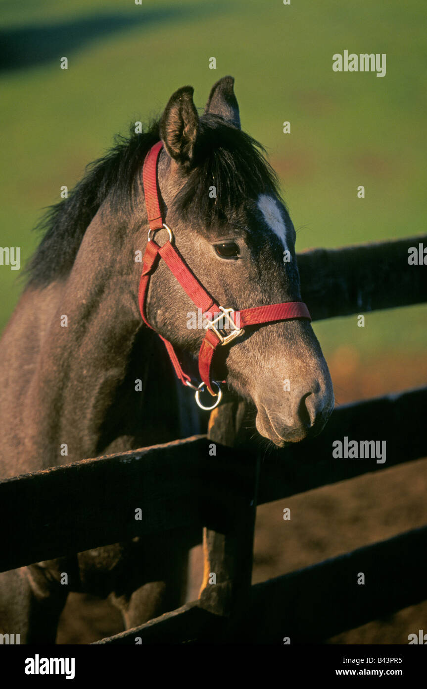 A pony in a paddock Stock Photo - Alamy