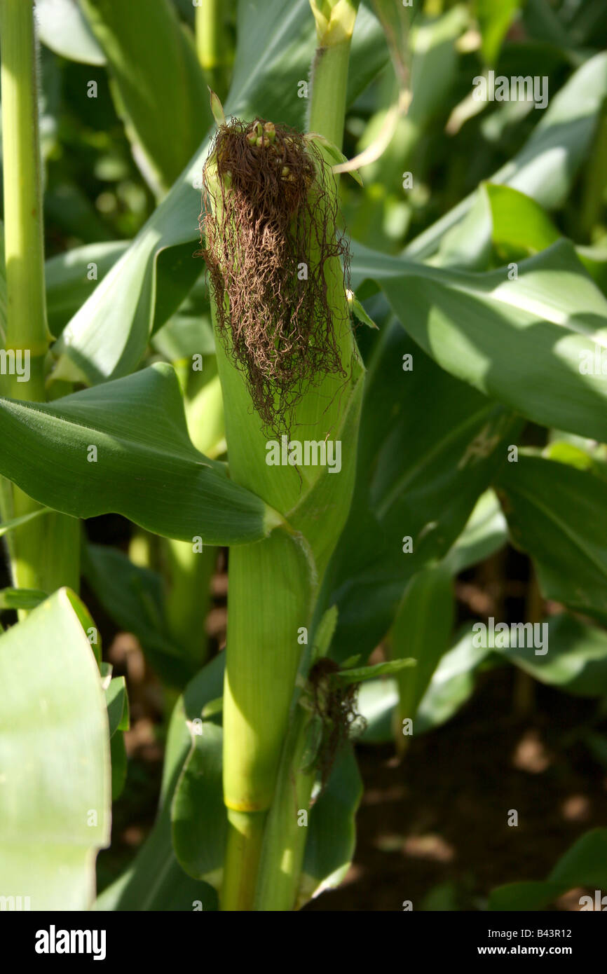 Corn on the cob growing in a farmers field Stock Photo - Alamy
