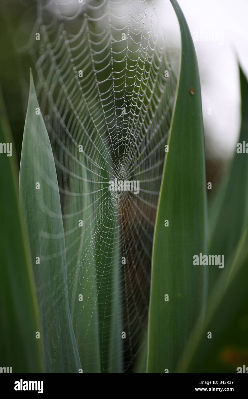 A spiders web surrounded by leaves Stock Photo - Alamy