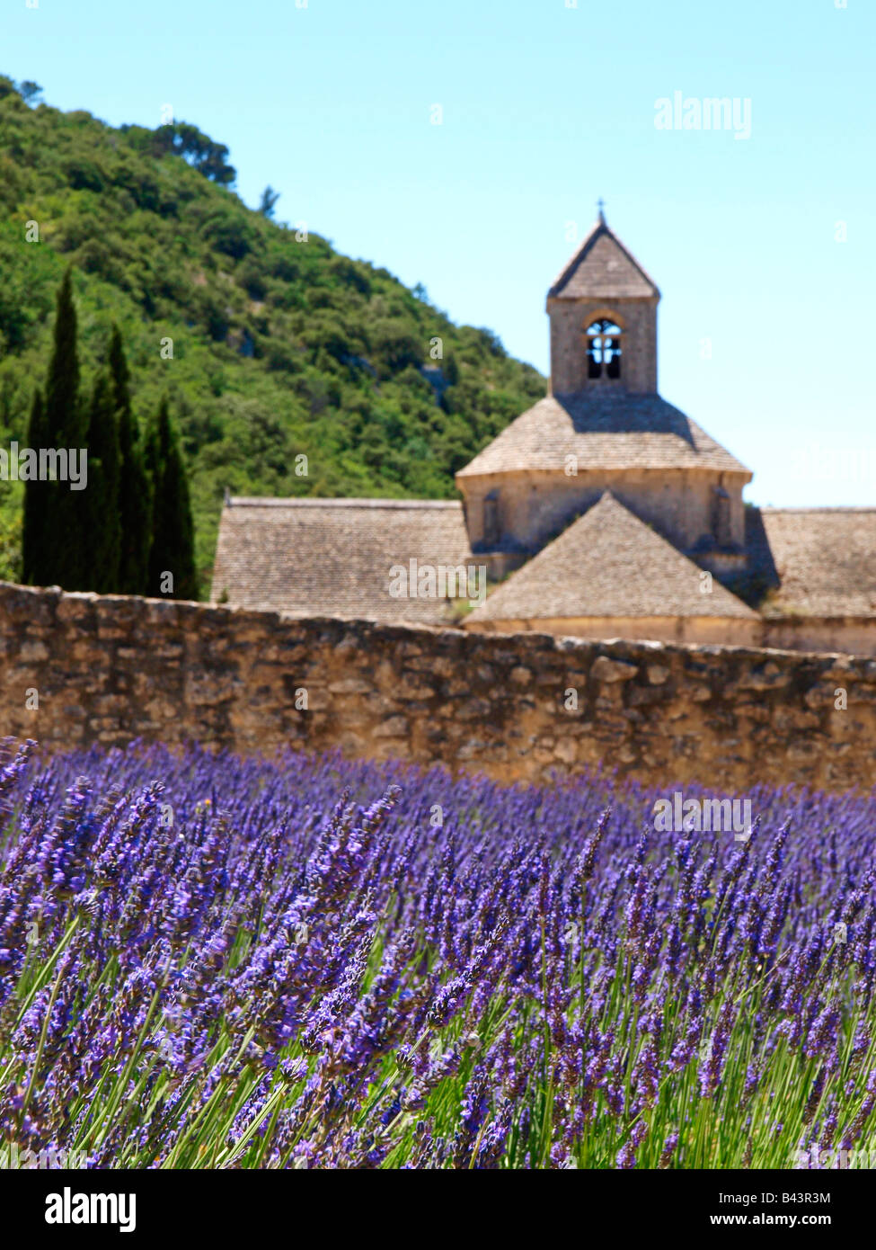 lavender, Abbaye de Senanque, monastery, Provence, France Stock Photo ...