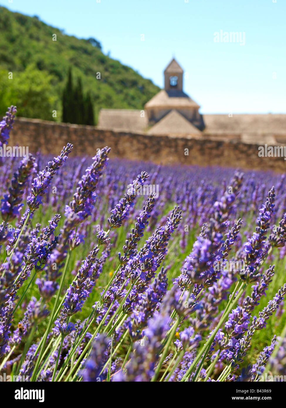 lavender, Abbaye de Senanque, monastery, Provence, France Stock Photo ...