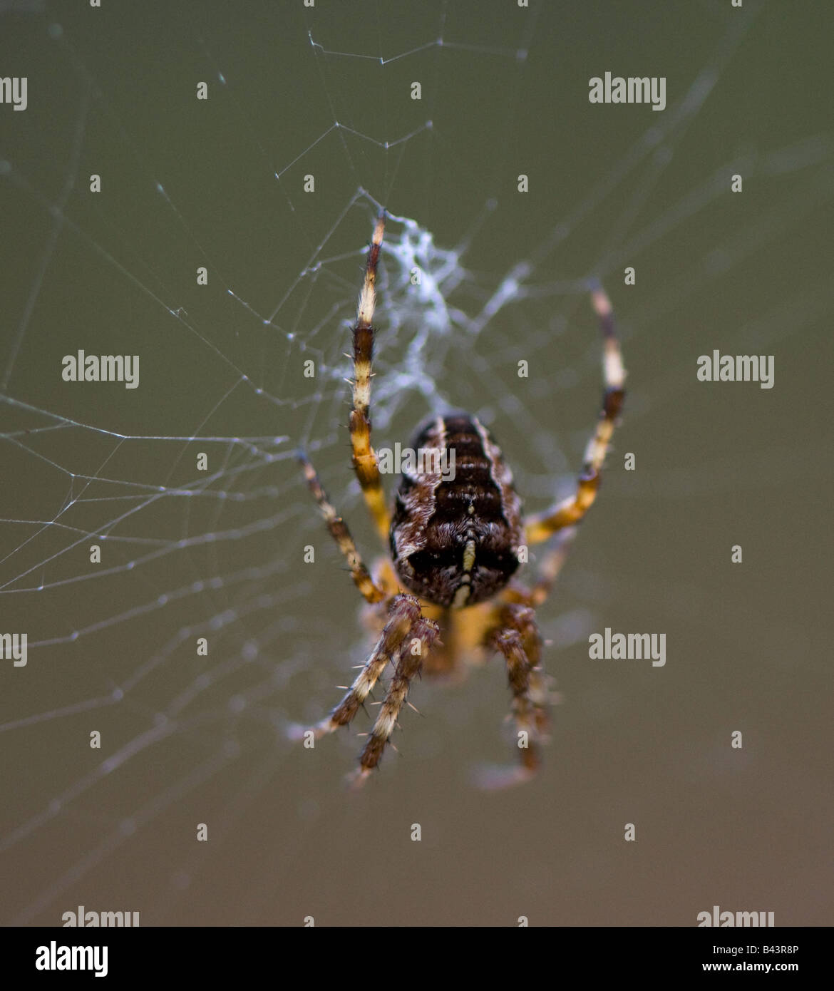 European Garden Spider (Araneus diadematus) spider Stock Photo - Alamy