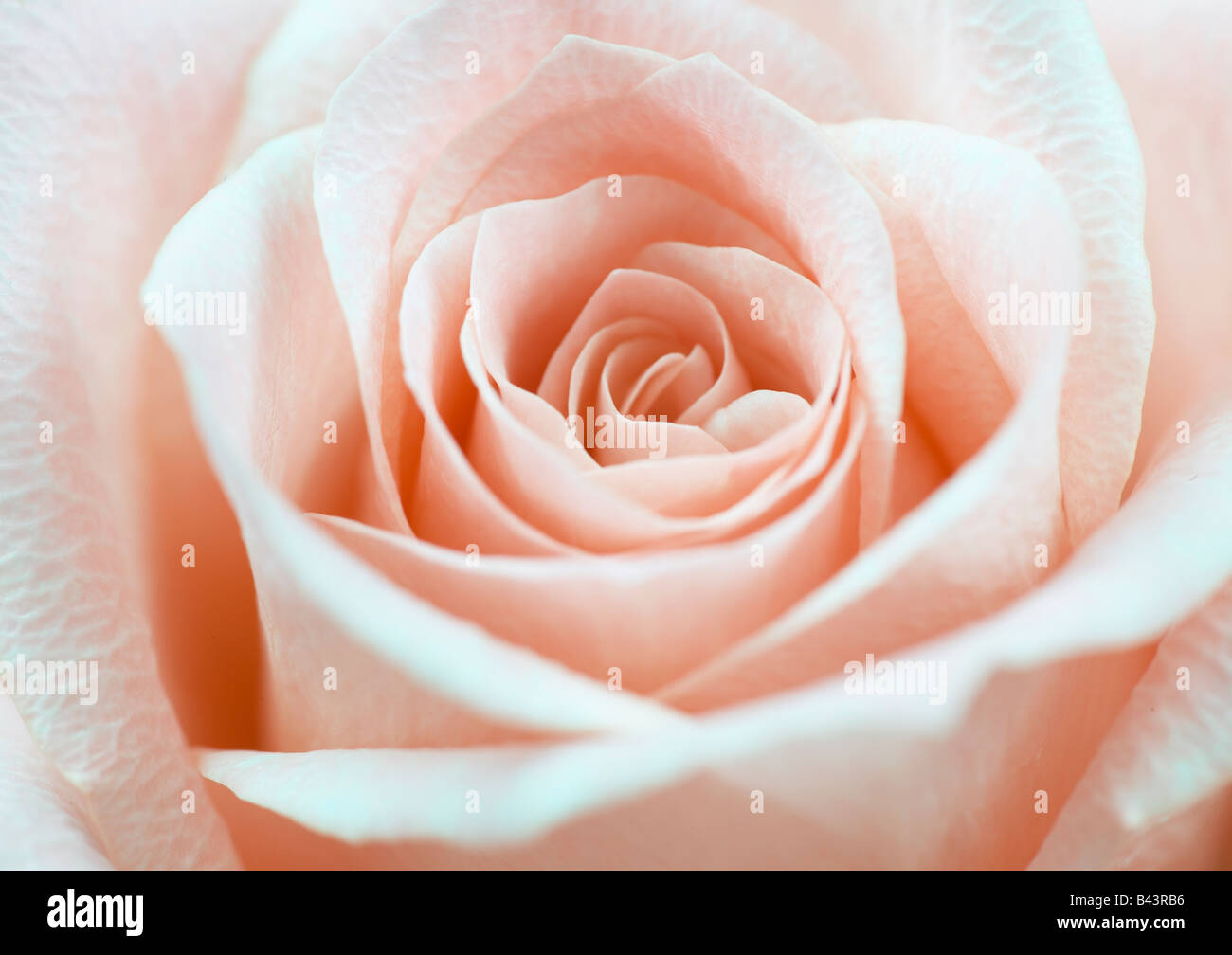 Peach Rose Flower Stock Photo - Alamy