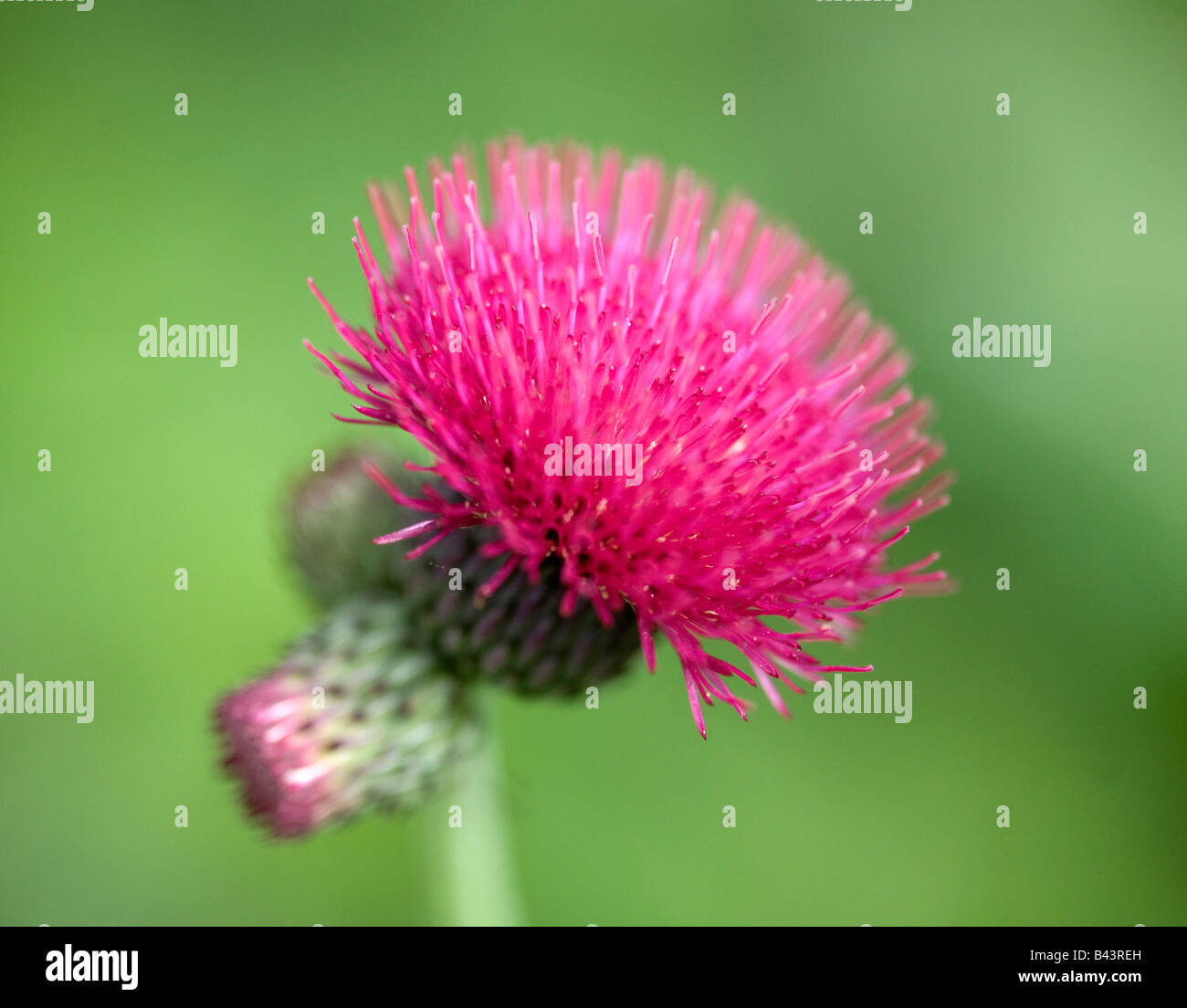 Cirsium Rivulare Purpurea or Brook Thistle Stock Photo - Alamy