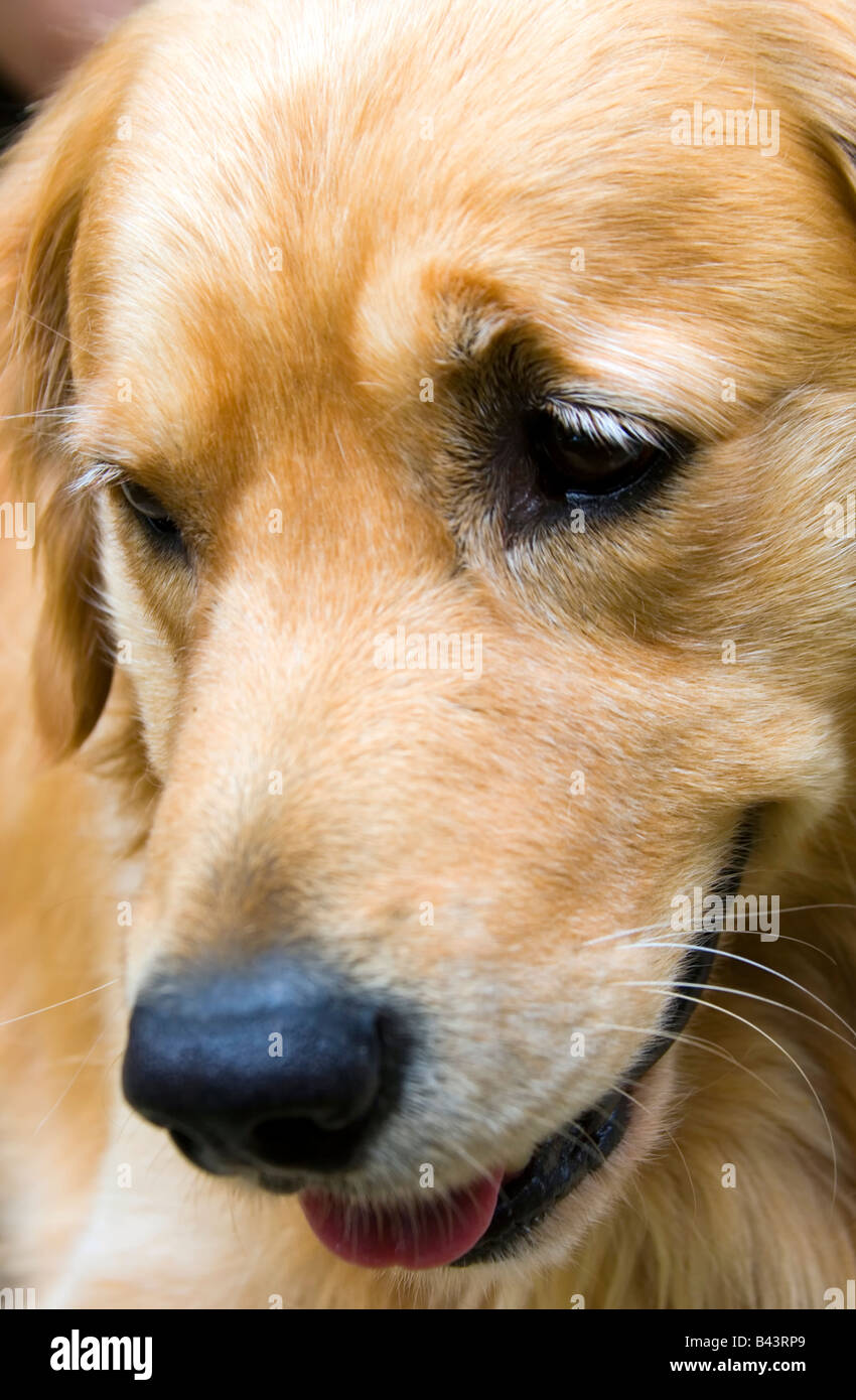 Golden retriever head close up hi-res stock photography and images - Alamy