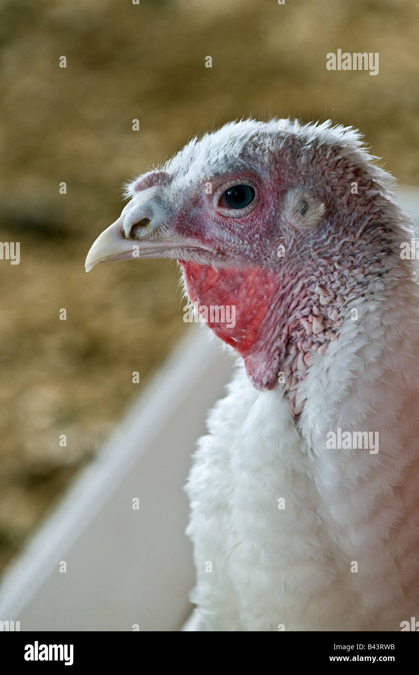 Male turkey snood hi-res stock photography and images - Alamy