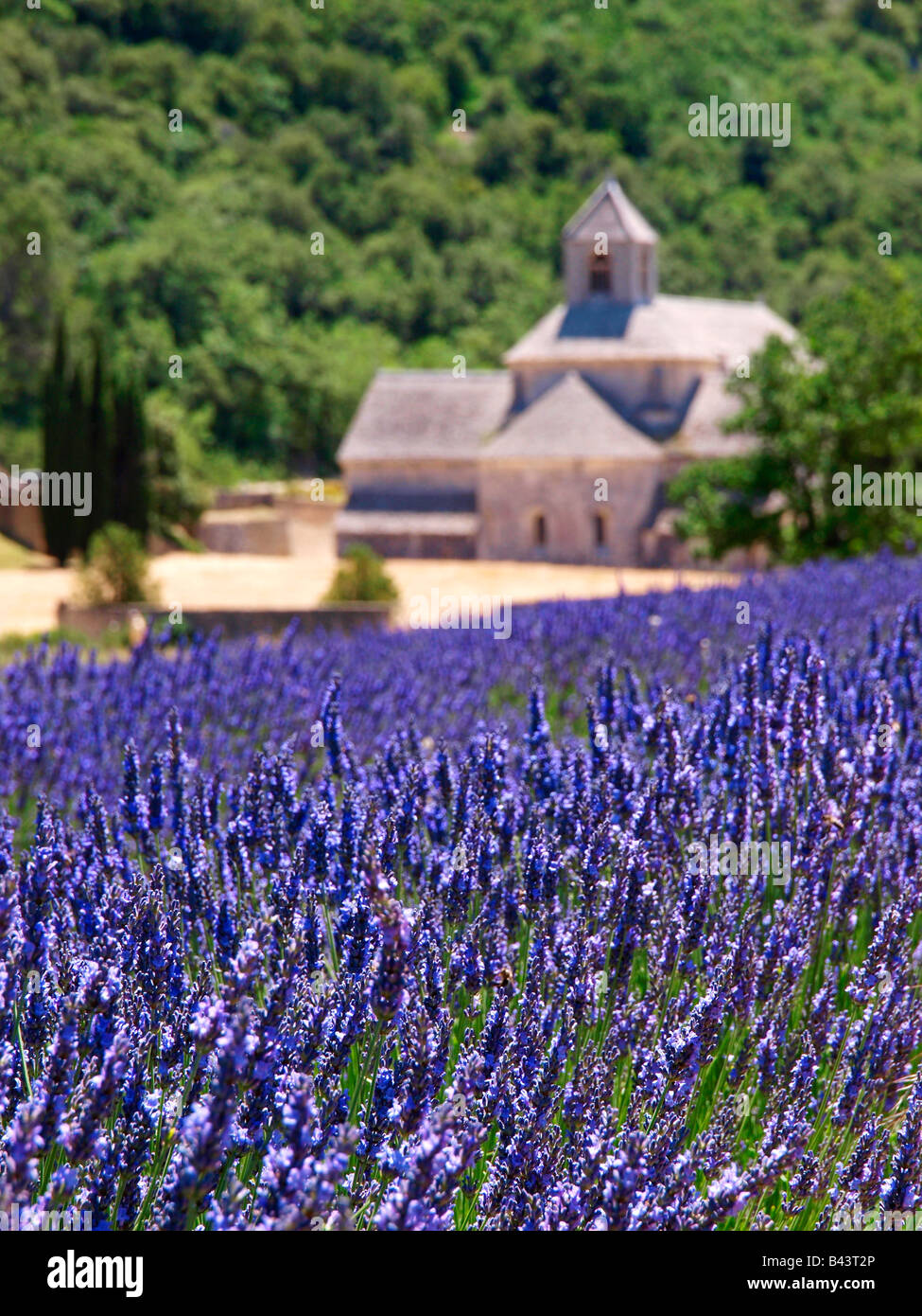 lavender, Abbaye de Senanque, monastery, Provence, France Stock Photo ...