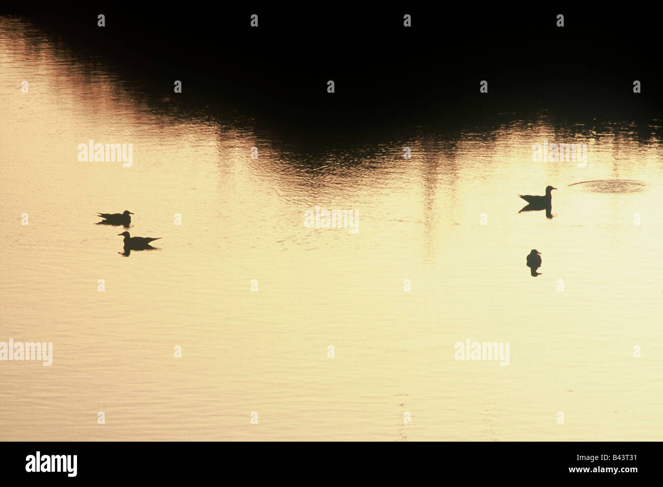 Seagull in an abandoned argil cave Stock Photo - Alamy