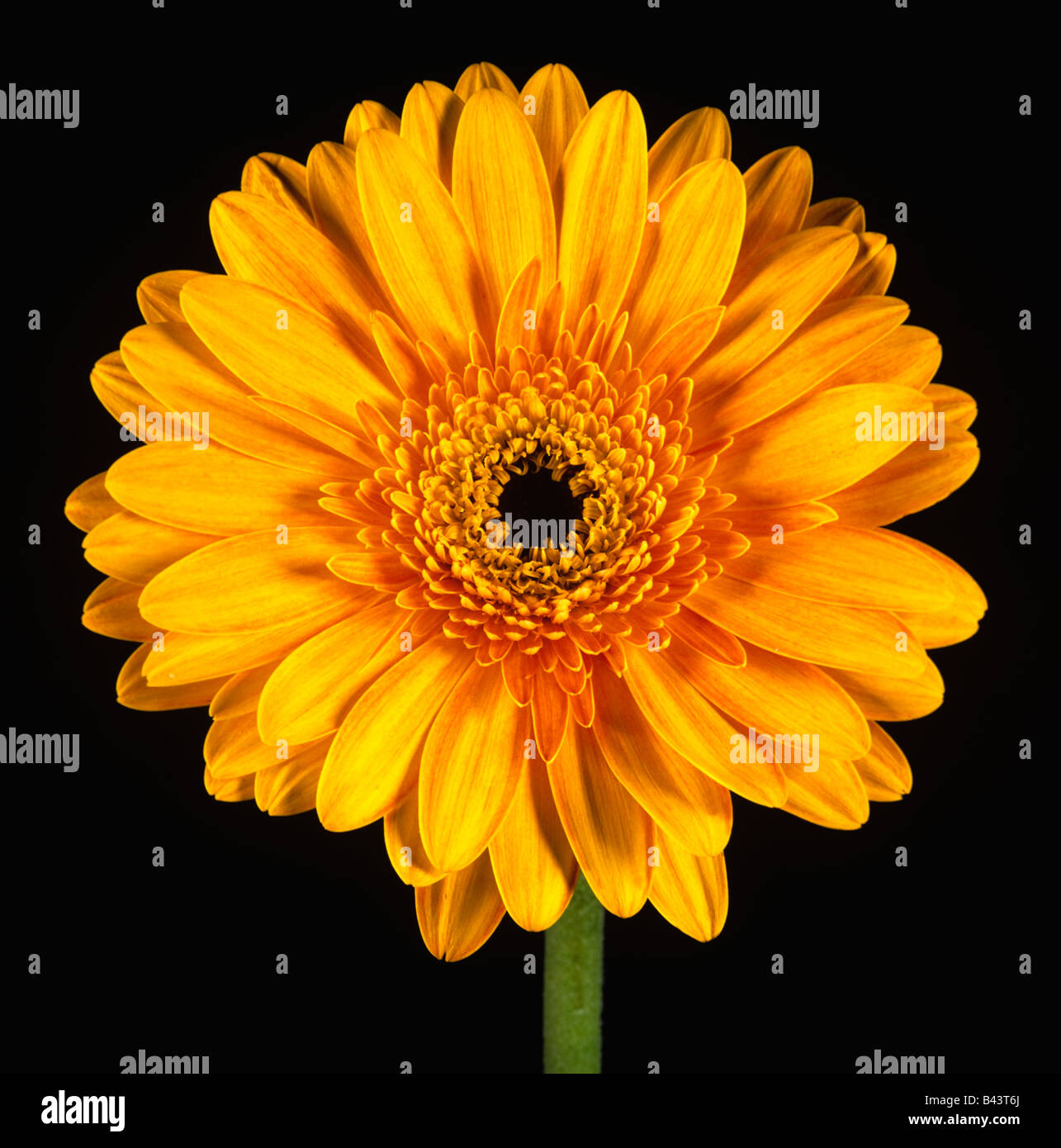 Gerbera jamesonii cultivar hi-res stock photography and images - Alamy