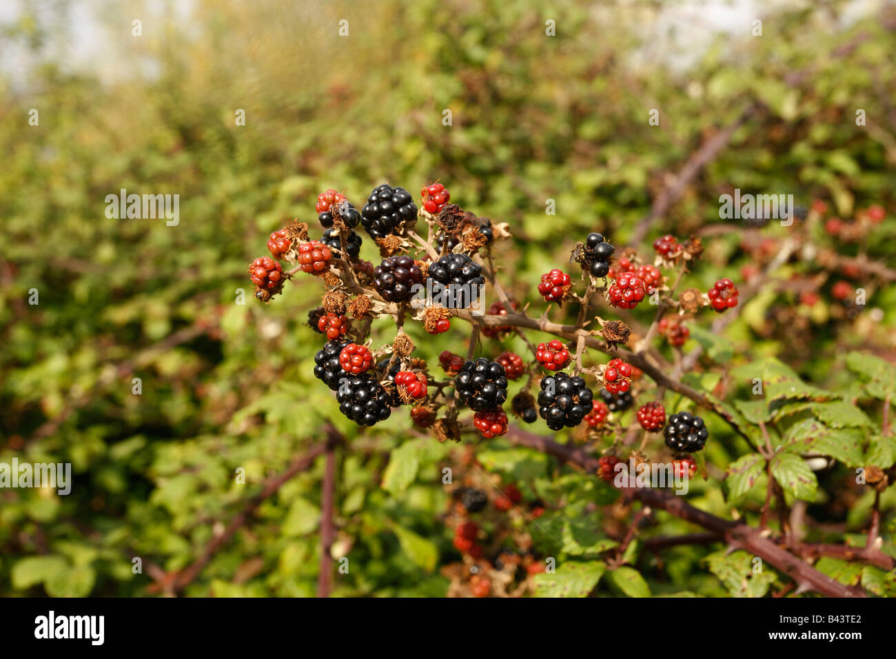 Rubus fruticosus hi-res stock photography and images - Alamy