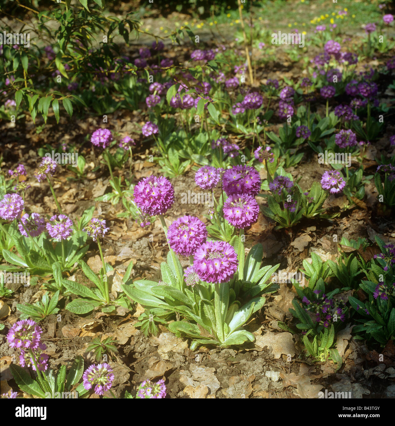 Denticulat hi-res stock photography and images - Alamy