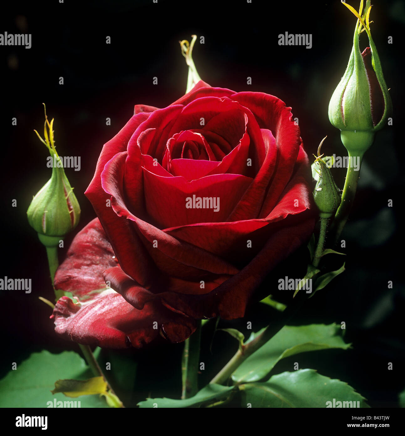 rose - blossom Stock Photo - Alamy