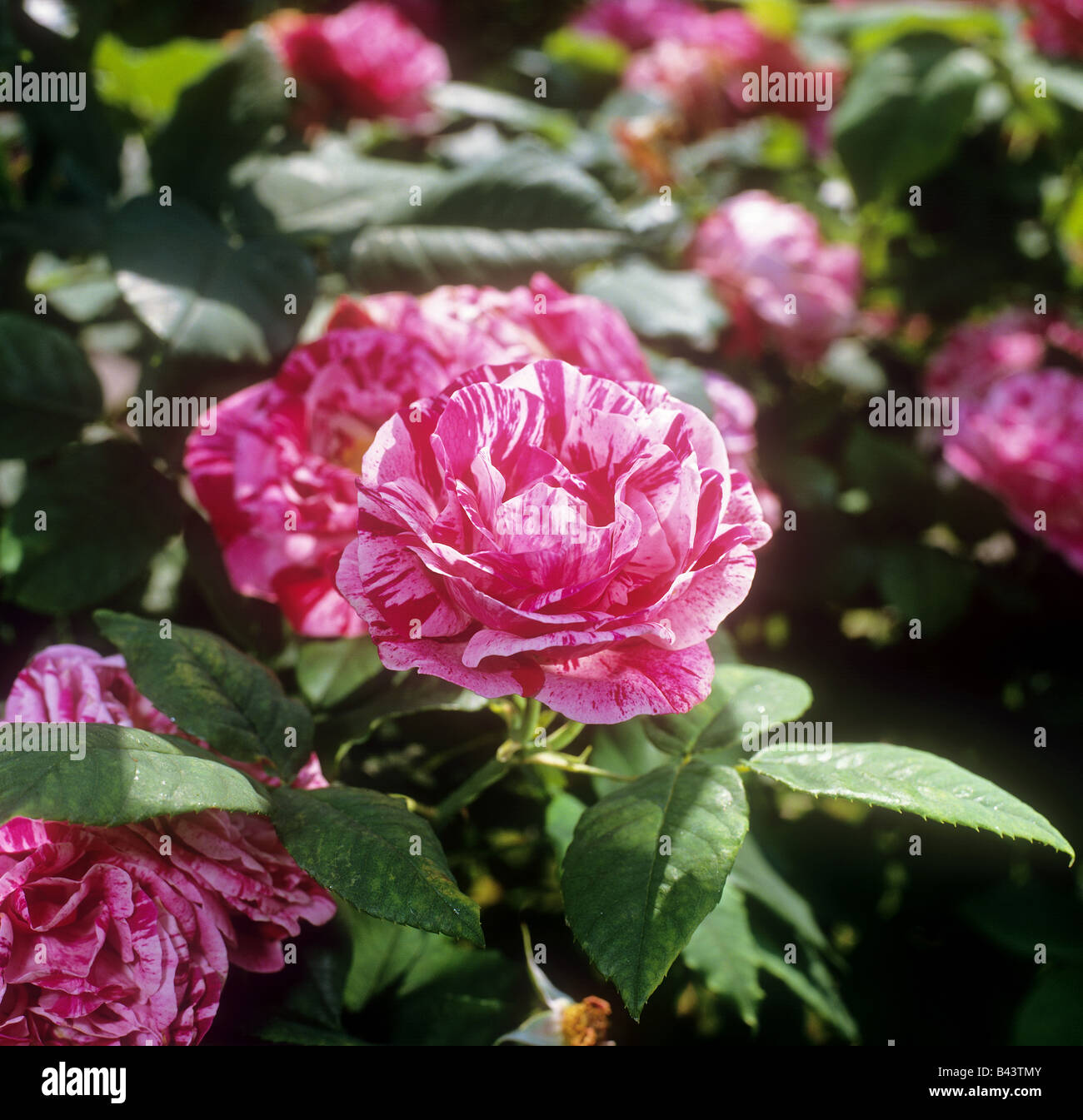 rose - blossoms Stock Photo - Alamy