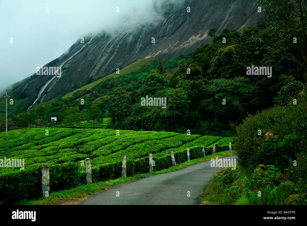 Enchanting beauty of munnar,Kerala,India Stock Photo - Alamy