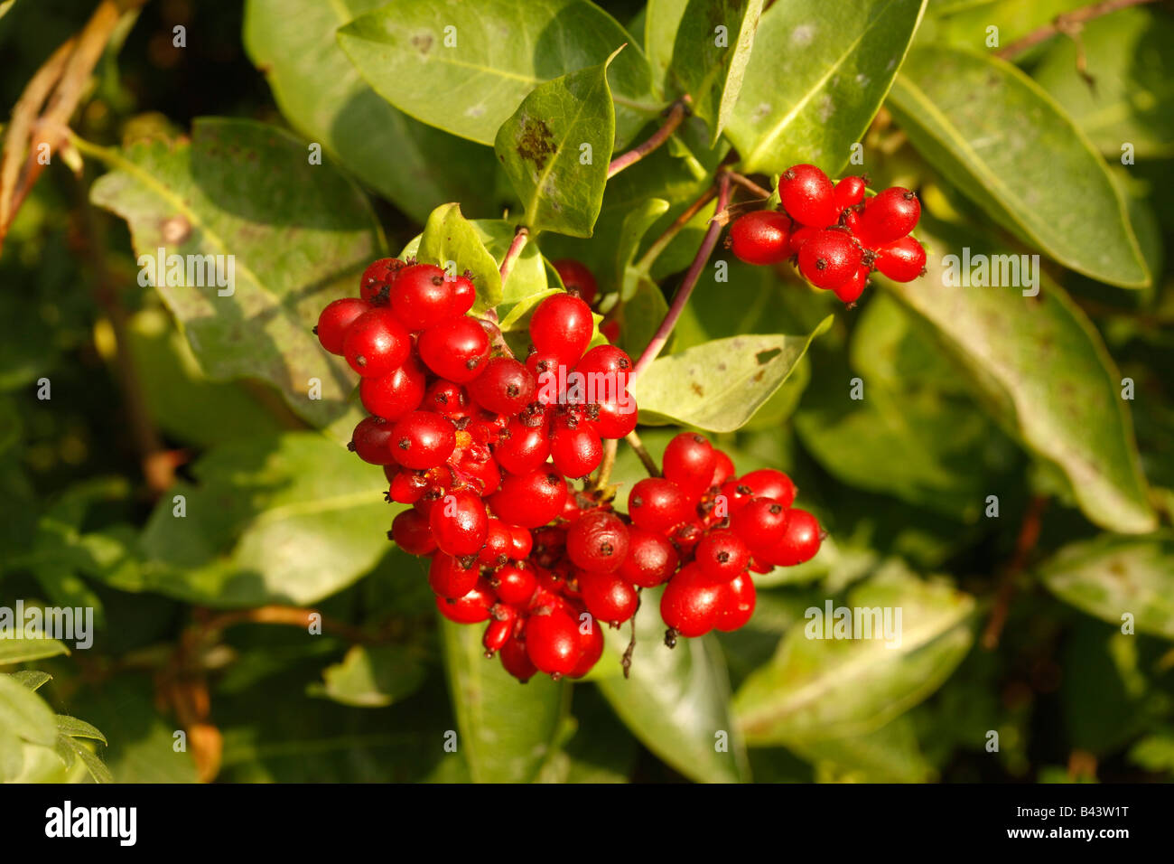 Honeysuckle Lonicera periclymenum berries Midlands UK Stock Photo - Alamy