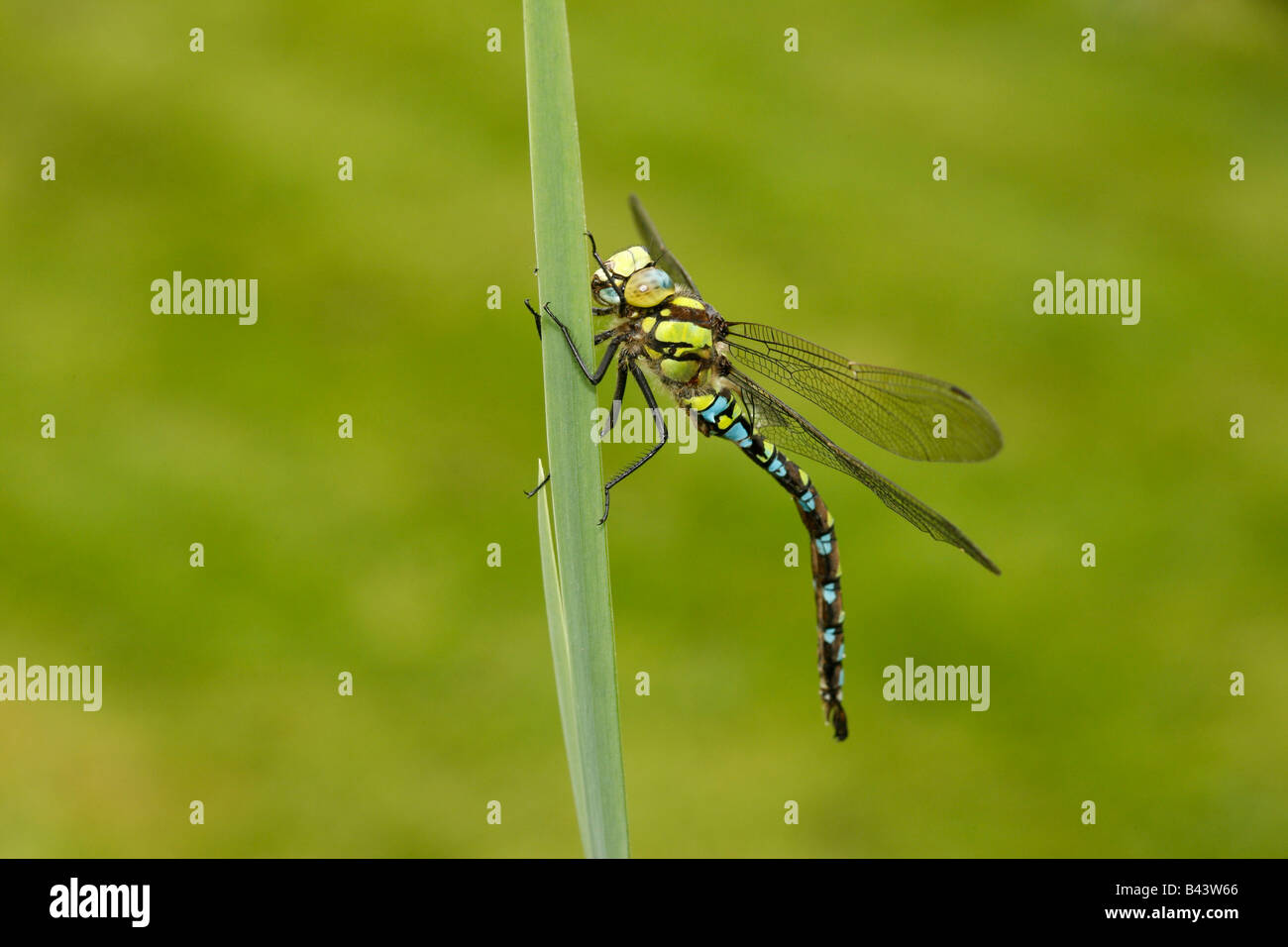 Southern hawker britain hi-res stock photography and images - Alamy
