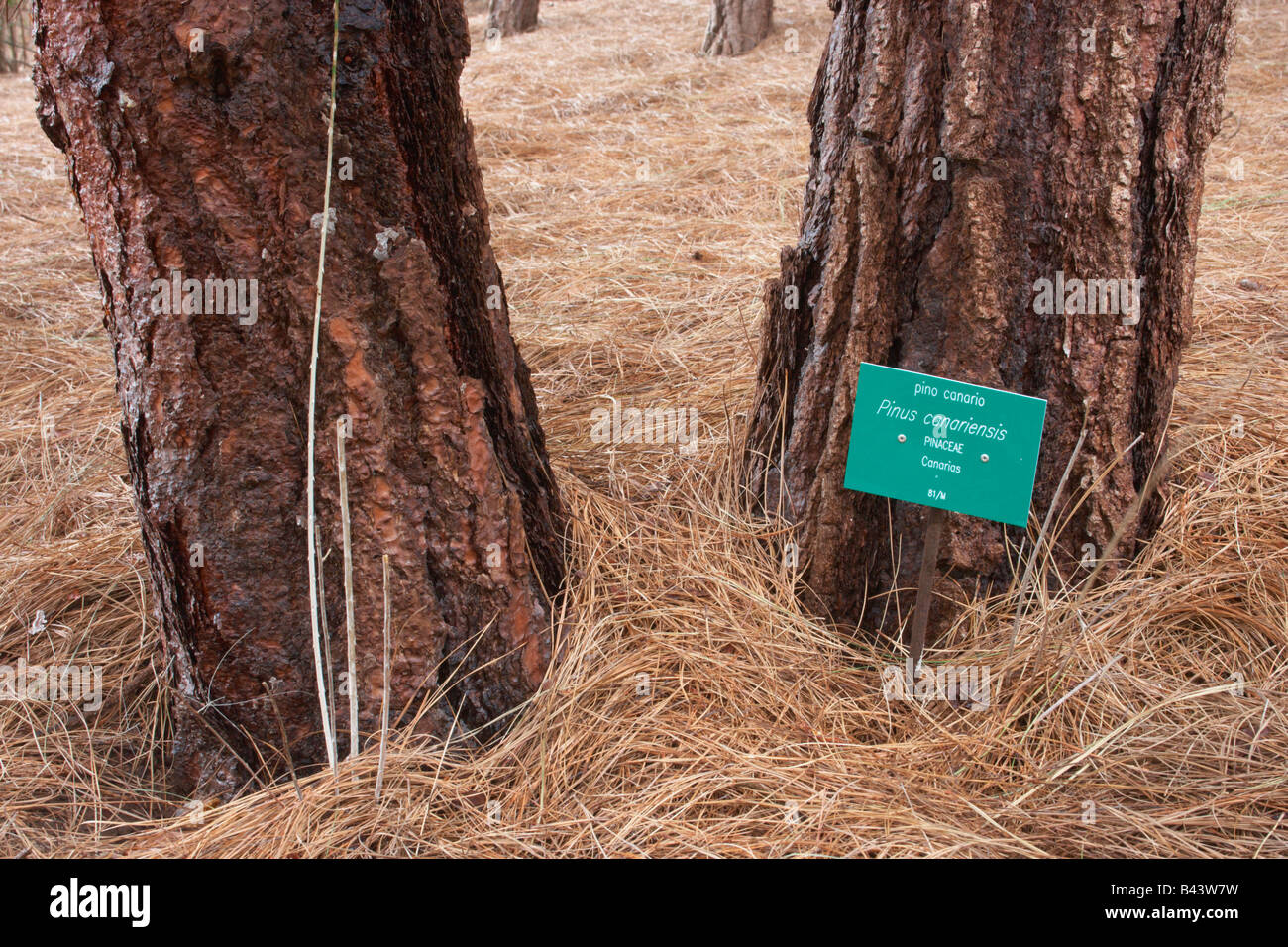 Canary pine trees (Pinus Canariensis) in El Jardin Canario near Las ...