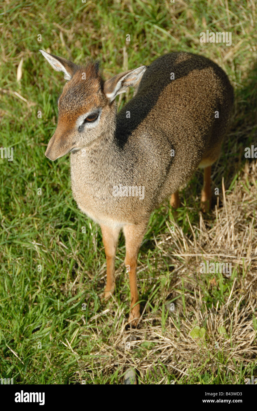 Dik dik deer hi-res stock photography and images - Alamy