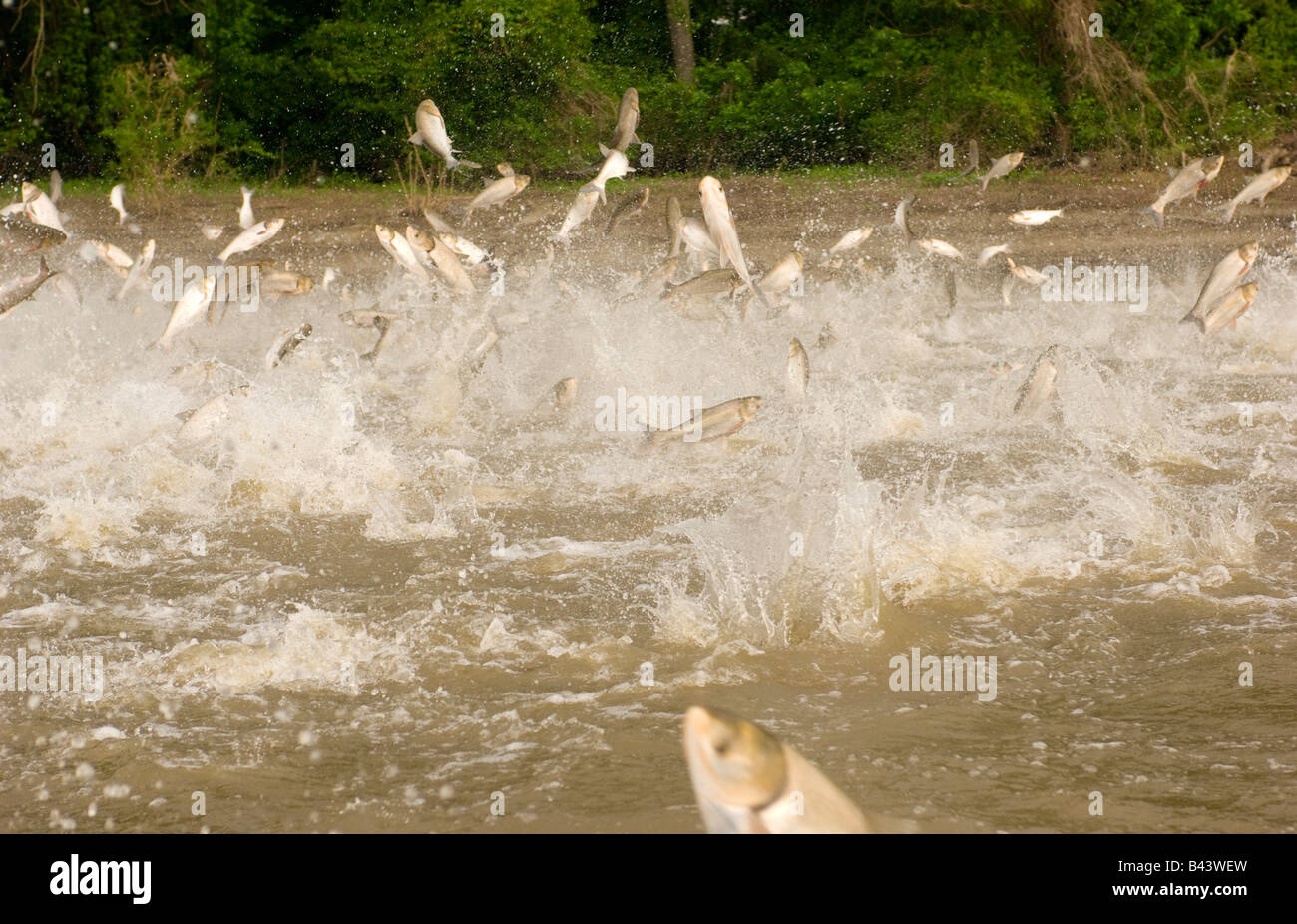 Invasive species asian carp hi-res stock photography and images - Alamy