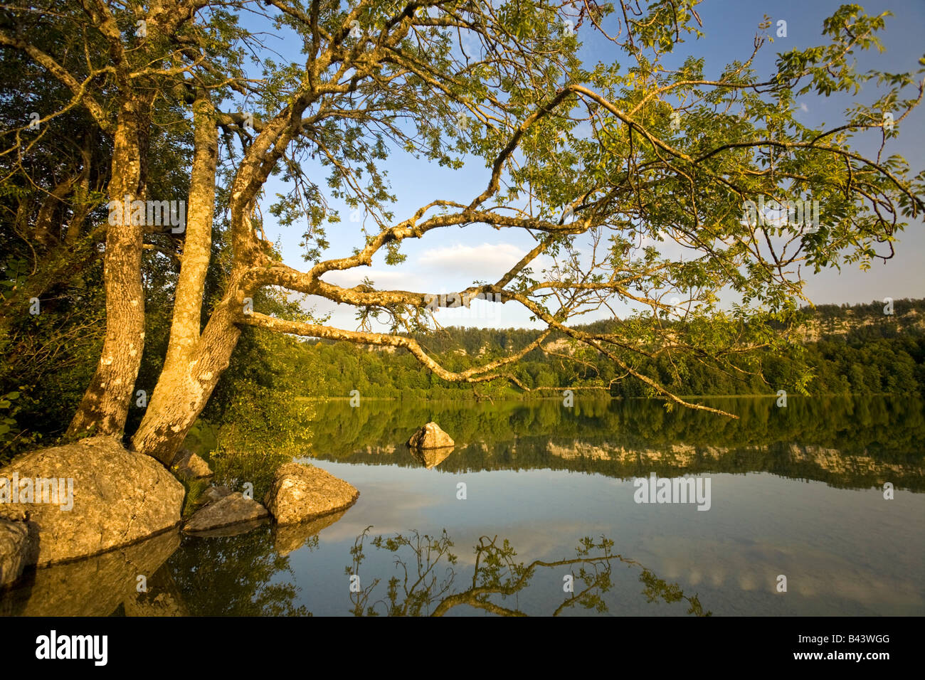A Common ash (Fraxinus excelsior) on the edge of the Ilay lake (Jura ...