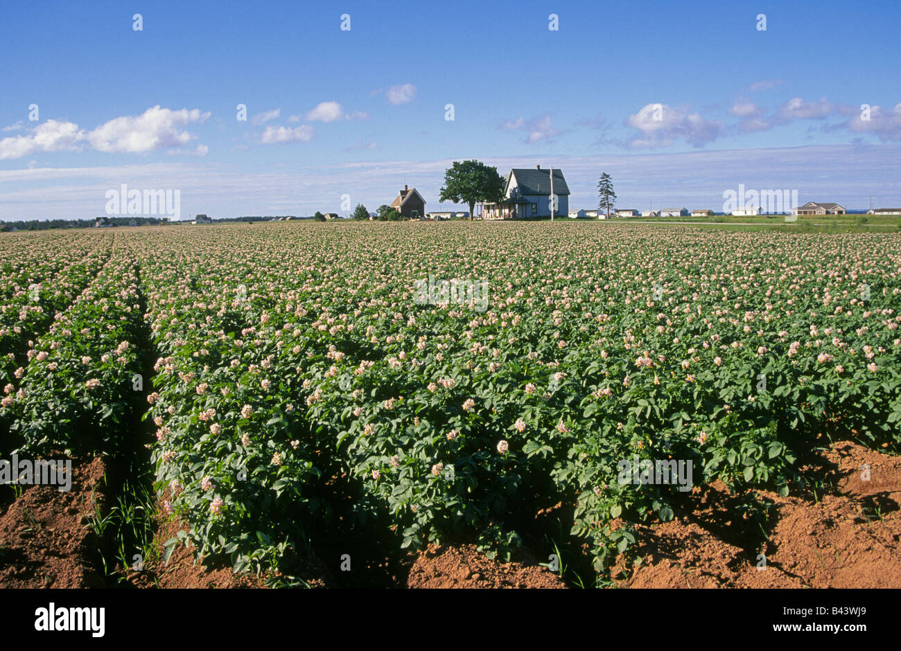 Pei potatoes hi-res stock photography and images - Alamy
