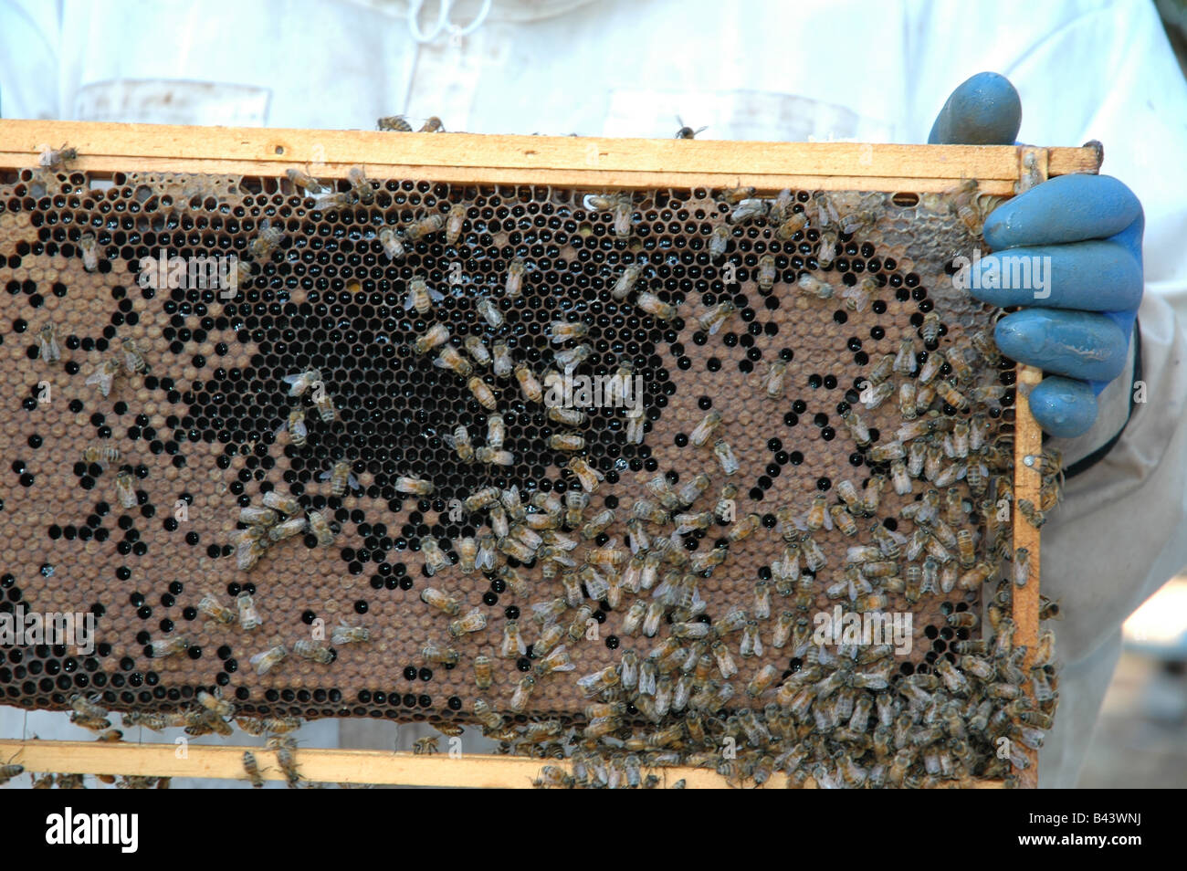 Frame of a beehive hi-res stock photography and images - Alamy
