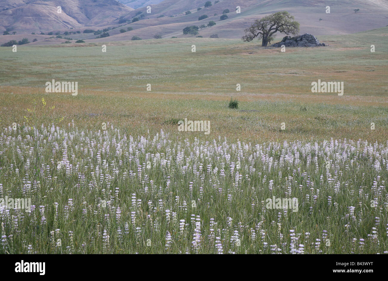 Wild flowers in pasture with distant tree Stock Photo - Alamy